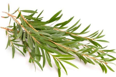 Tea Tree Oil – Citro Essential Oils Australia